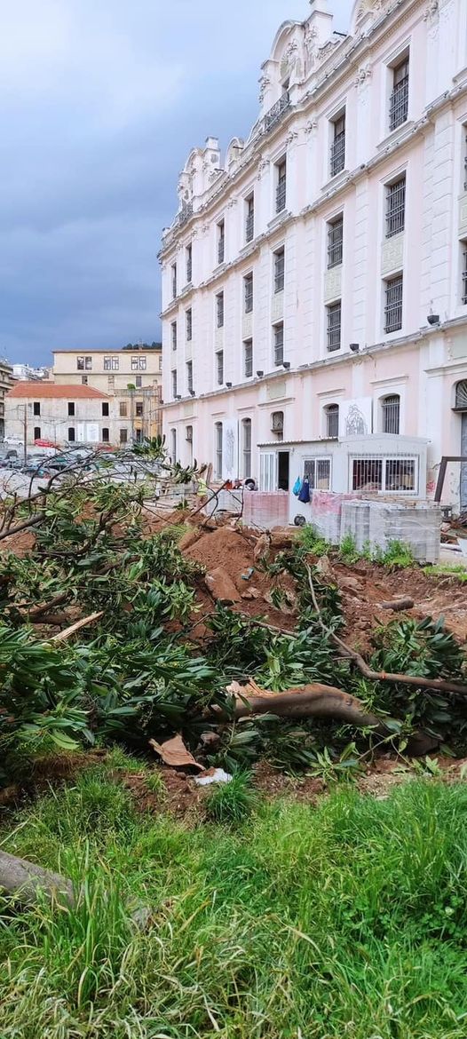 Τώρα ανακάλυψε μετά που τα έκοψε τα δένδρα στην πλατεία 28ης Οκτωβρίου ...